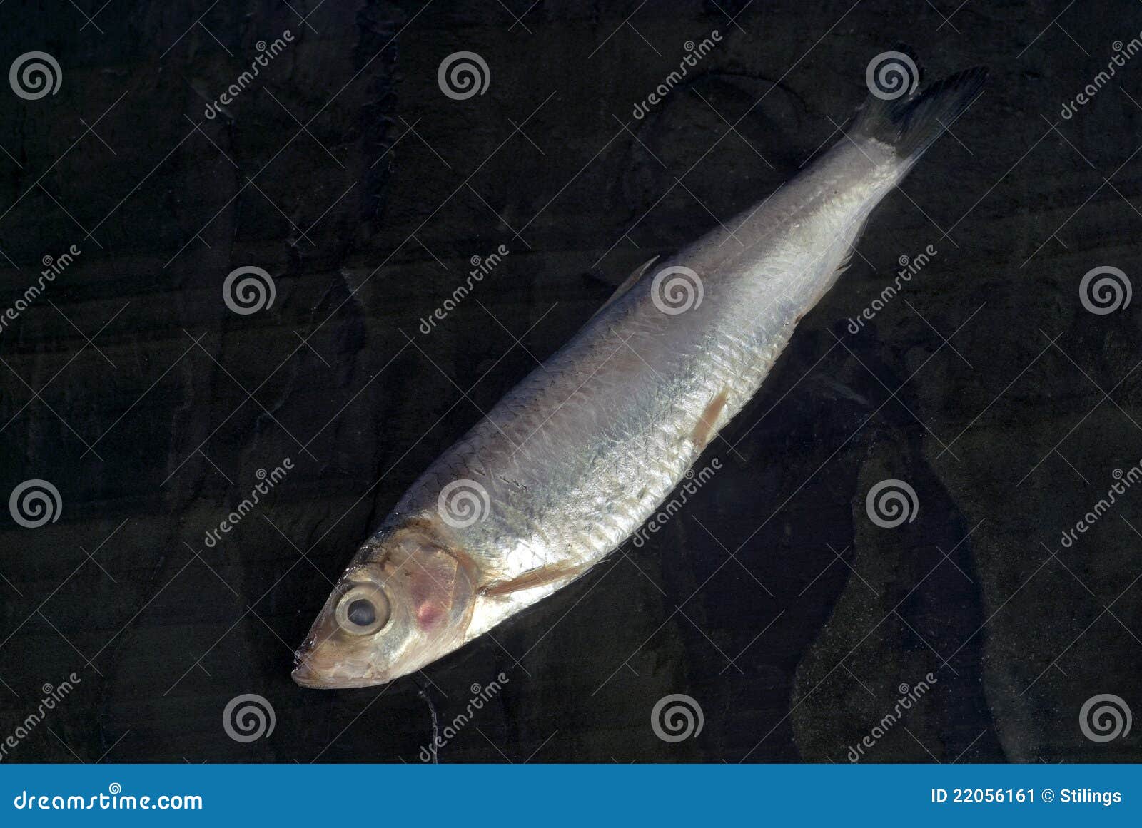Fish stock image. Image of fish, sprat, freshness, nutrition - 22056161