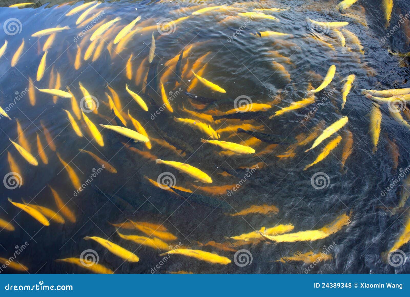 Fish stock photo. Image of colorful, swim, asian, pond - 24389348