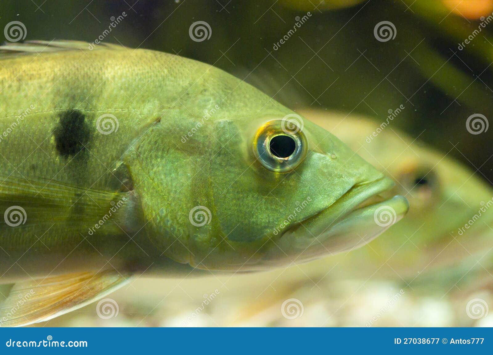 Fish stock image. Image of portrait, marine, stain, lake - 27038677