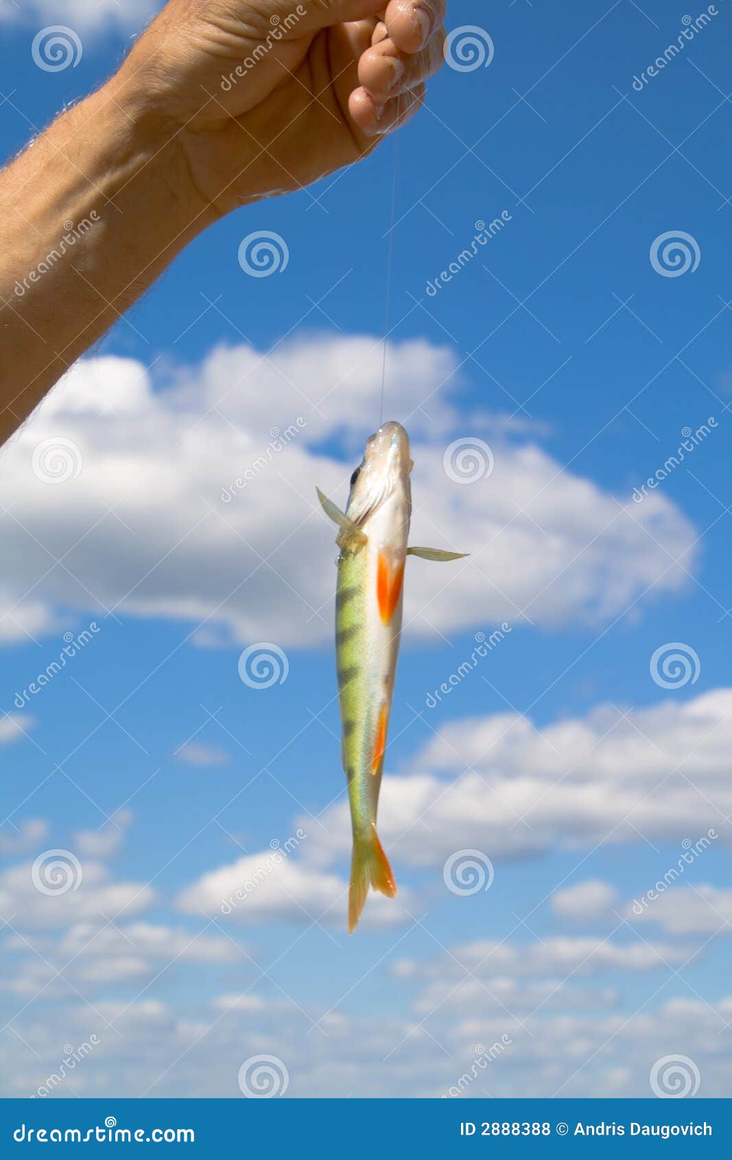 Fish Picture. Image: 2888388