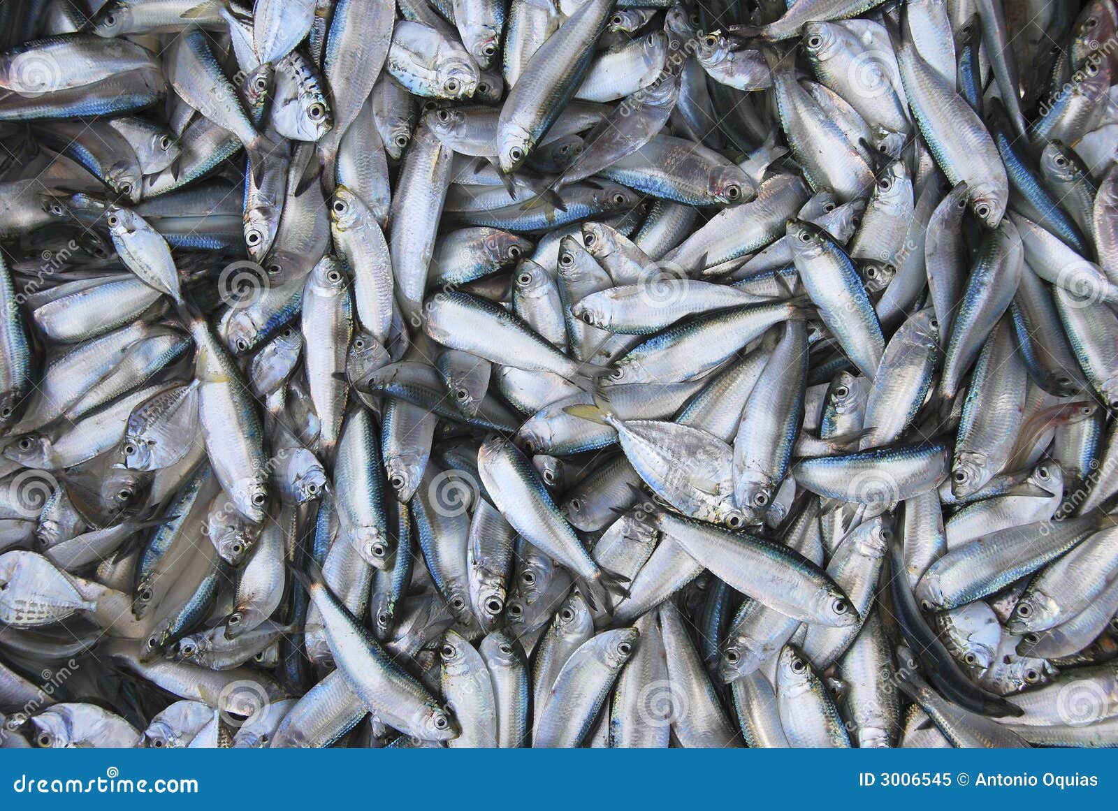 Collection of Fish Market And Industry Photos - Dreamstime ID:8763