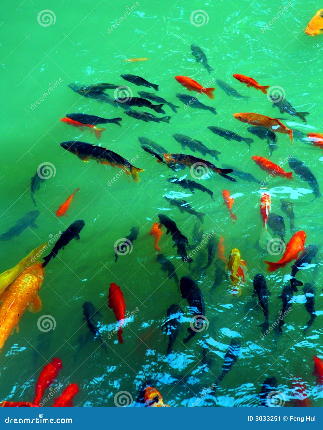 Fish stock image. Image of gold, lake, water, chengdu - 3033251