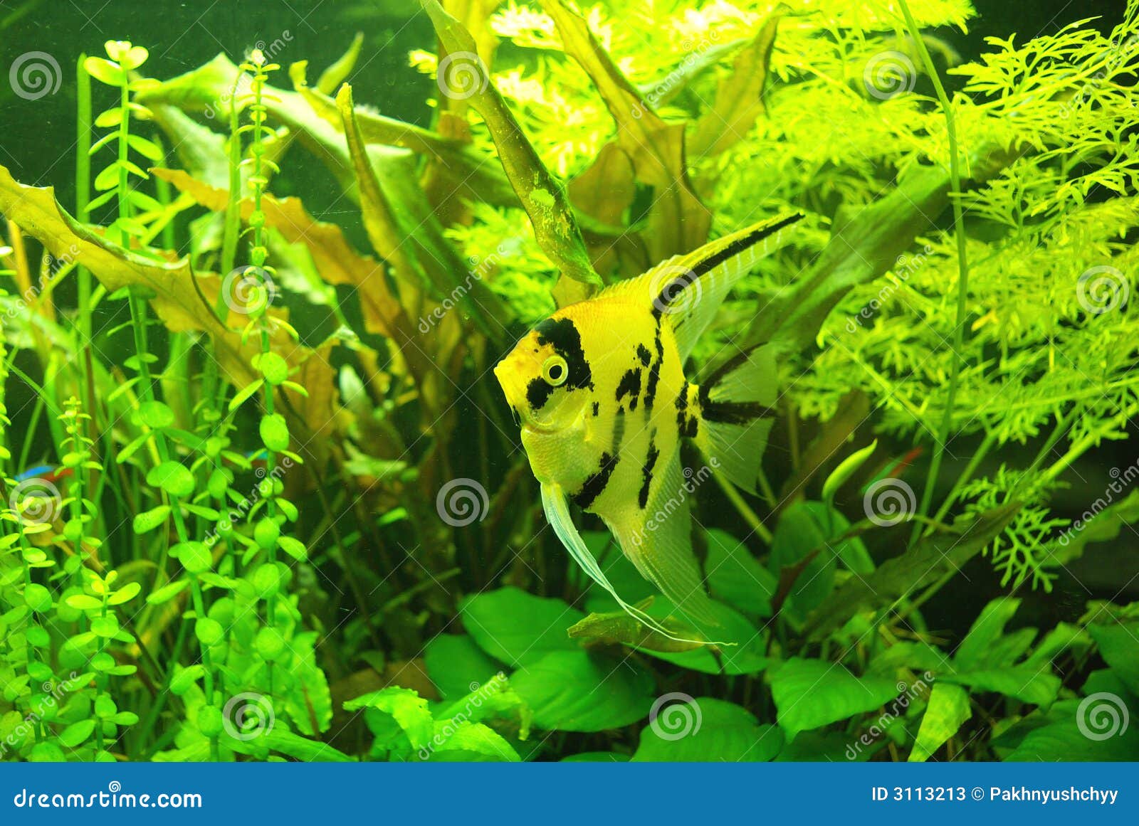 Fish stock image. Image of beautiful, fishbowl, aquarium - 3113213