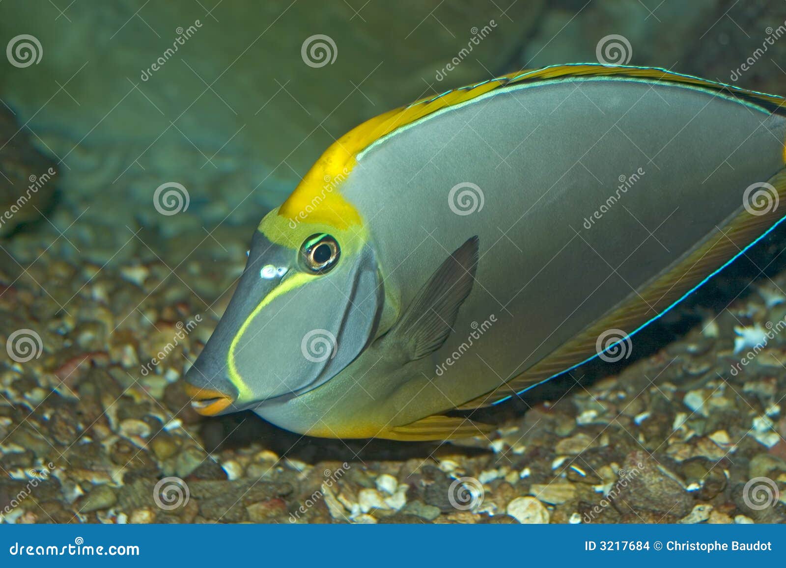 208 Crackling Fish Stock Photos - Free & Royalty-Free Stock Photos from ...