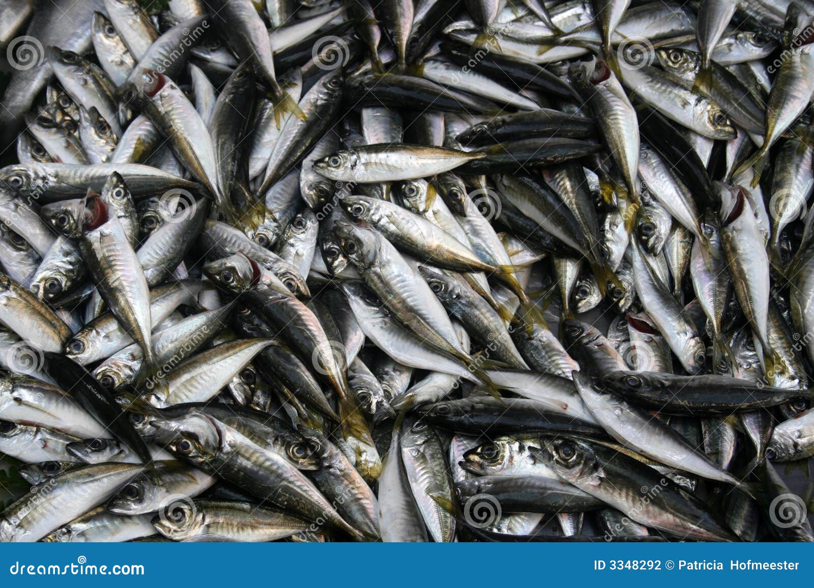 Fish stock photo. Image of food, groceries, sardines, cooking - 3348292