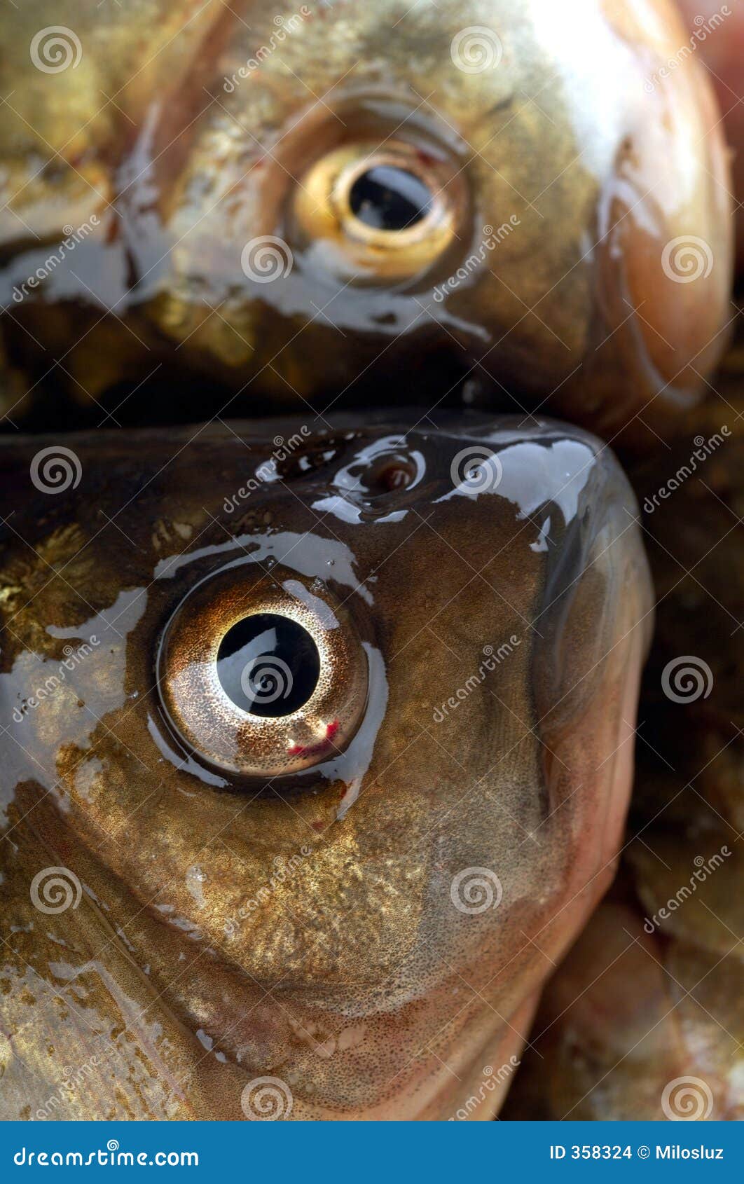 Fish stock photo. Image of fishing, river, look, stare - 358324