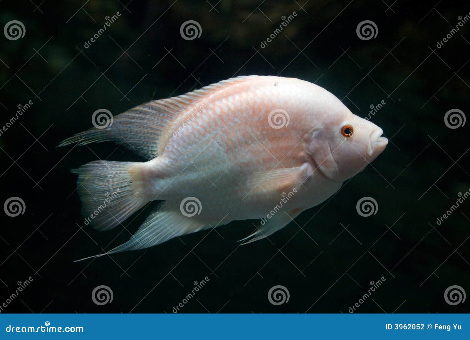 Fish stock photo. Image of freshwater, pets, white, close - 3962052