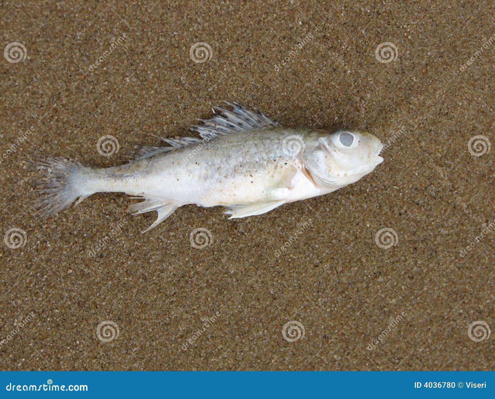 Fish Due To Suffocation And Lack Of Oxygen Coming To Water Surface For ...
