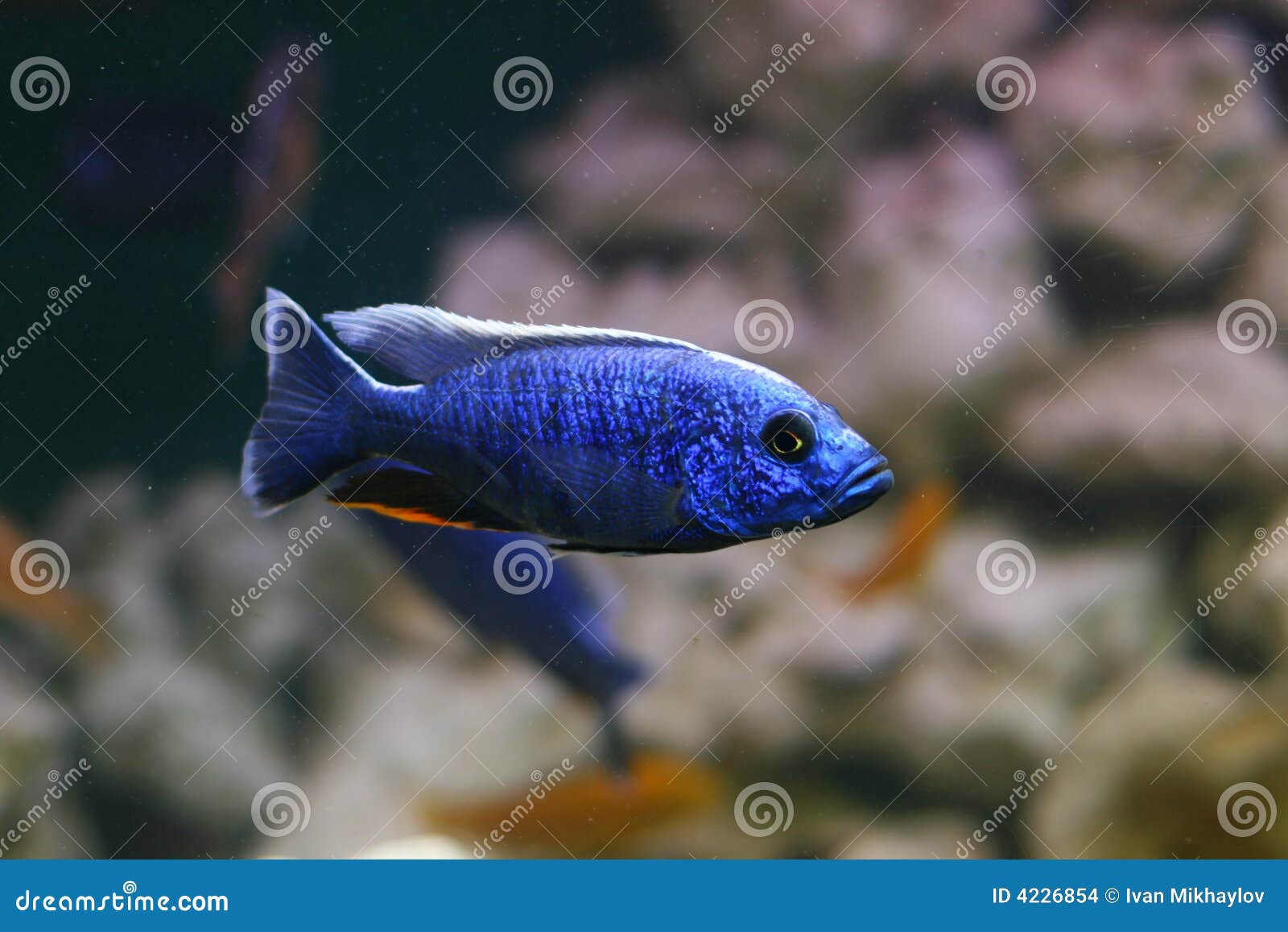 Fish stock photo. Image of marine, haiti, bali, animal - 4226854