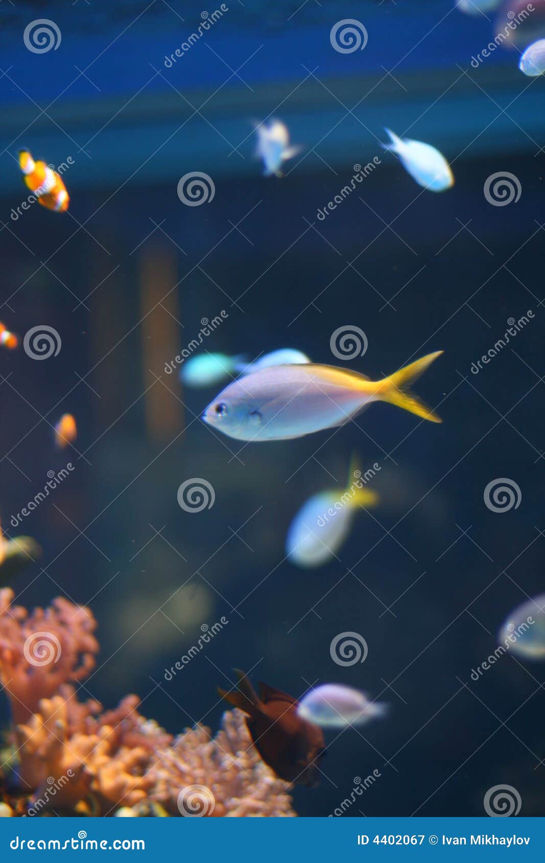 Fish stock image. Image of animal, fish, deep, depth, scuba - 4402067
