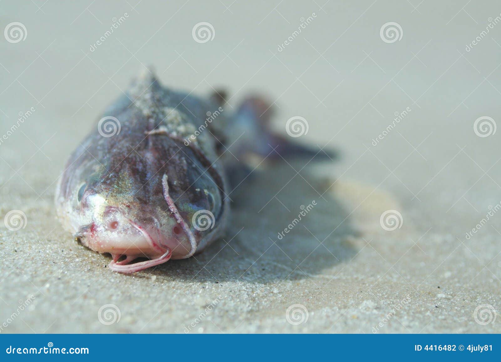 Fish stock photo. Image of moustache, fish, laying, beach - 4416482