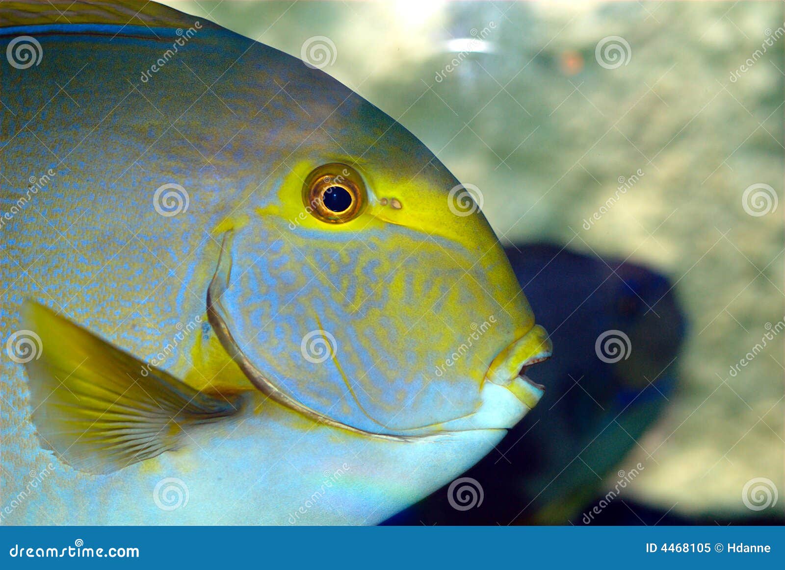 Fish stock image. Image of flapper, color, fish, water - 4468105