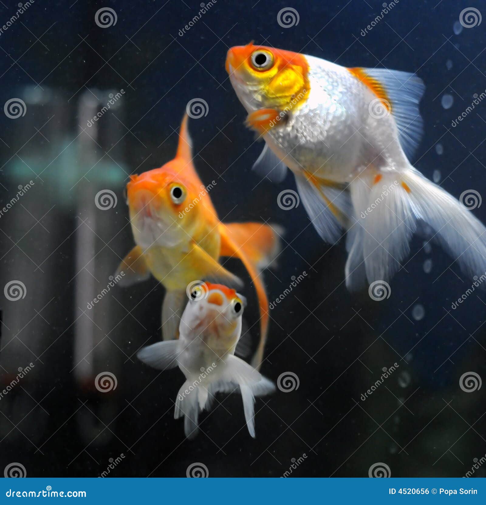 Fish stock photo. Image of water, friendship, fish, shell - 4520656
