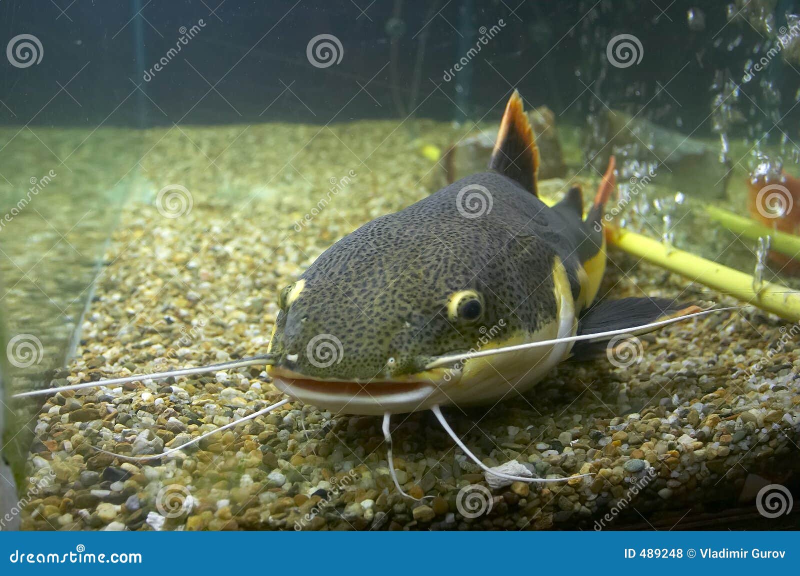 Fish stock photo. Image of sheat, whisker, bleb, fish, aquarium - 489248