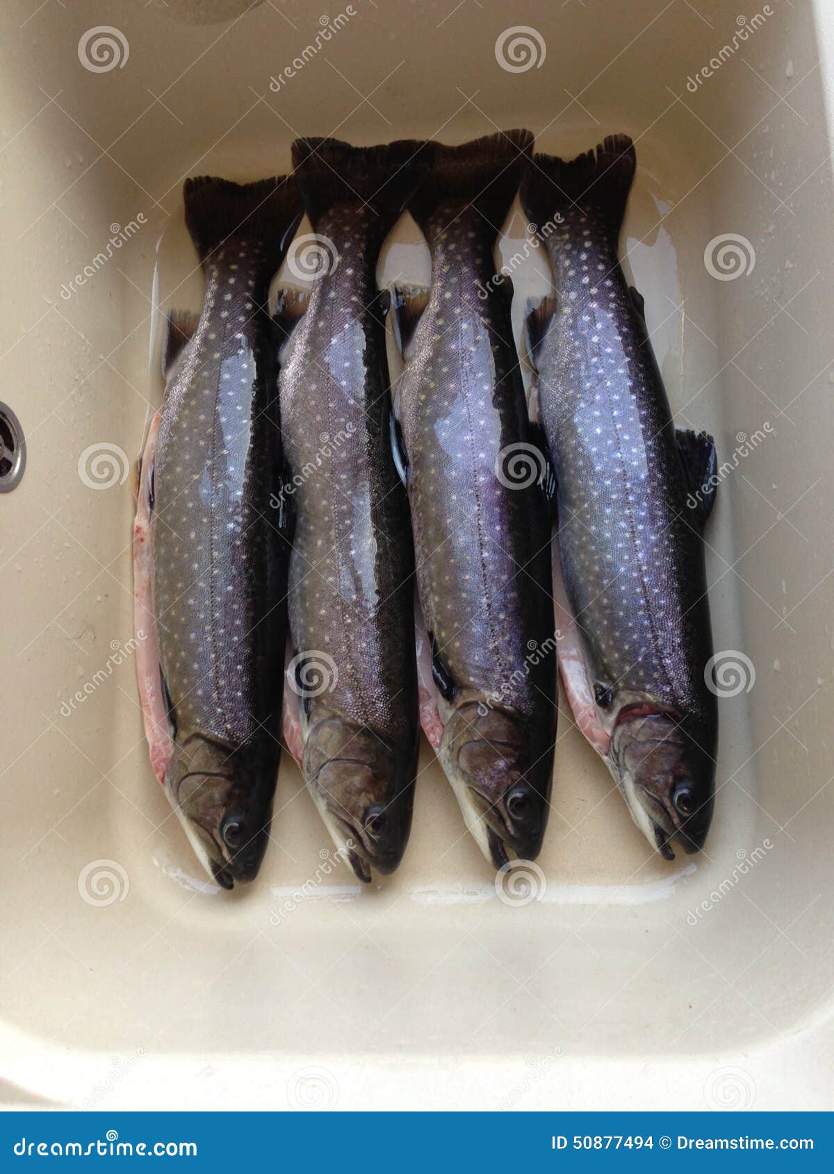 Fish stock photo. Image of fish, food, fresh, yummy, four - 50877494