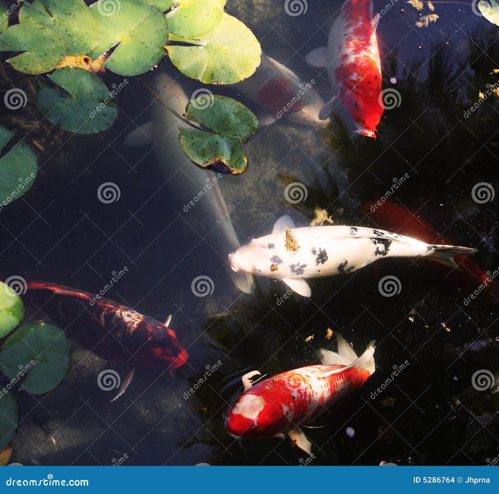Fish stock photo. Image of clear, garden, pond, shadow - 5286764