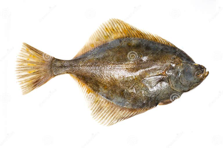 Fish stock photo. Image of cuisine, food, fish, fluke - 5310500