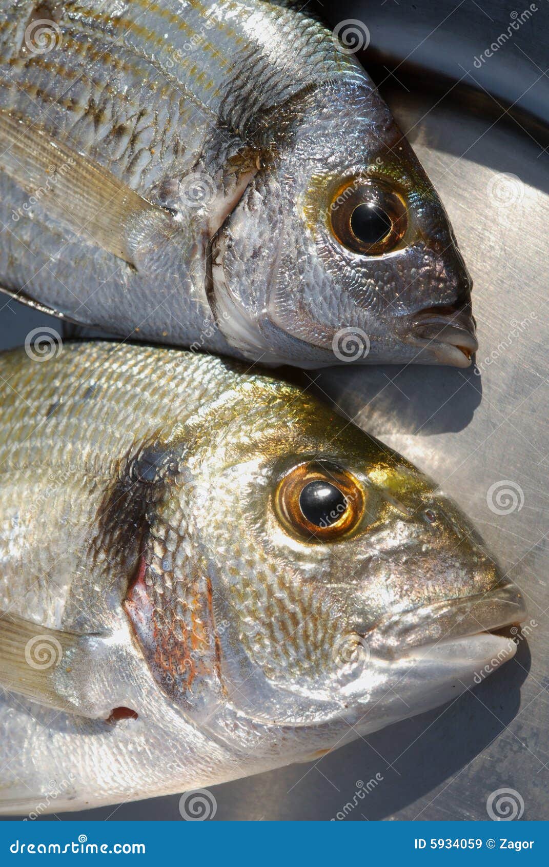 Fish stock image. Image of peep, largest, orata, mouth - 5934059