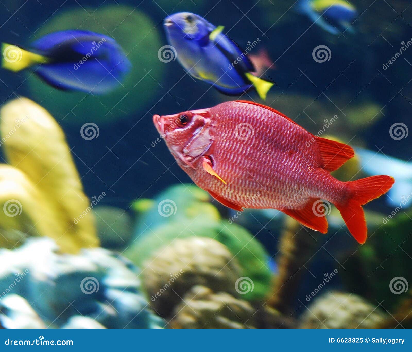 Black Background Fire Fish Vertical Stock Photos - Free & Royalty-Free ...