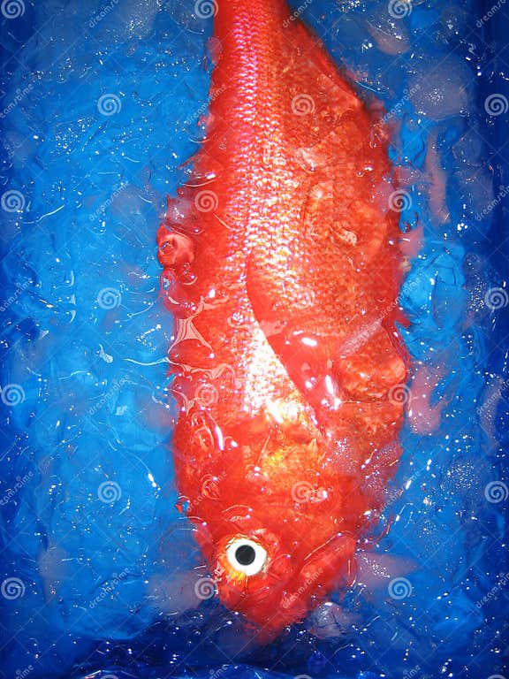 Fish stock image. Image of cold, icecube, bucket, marinelife - 670003