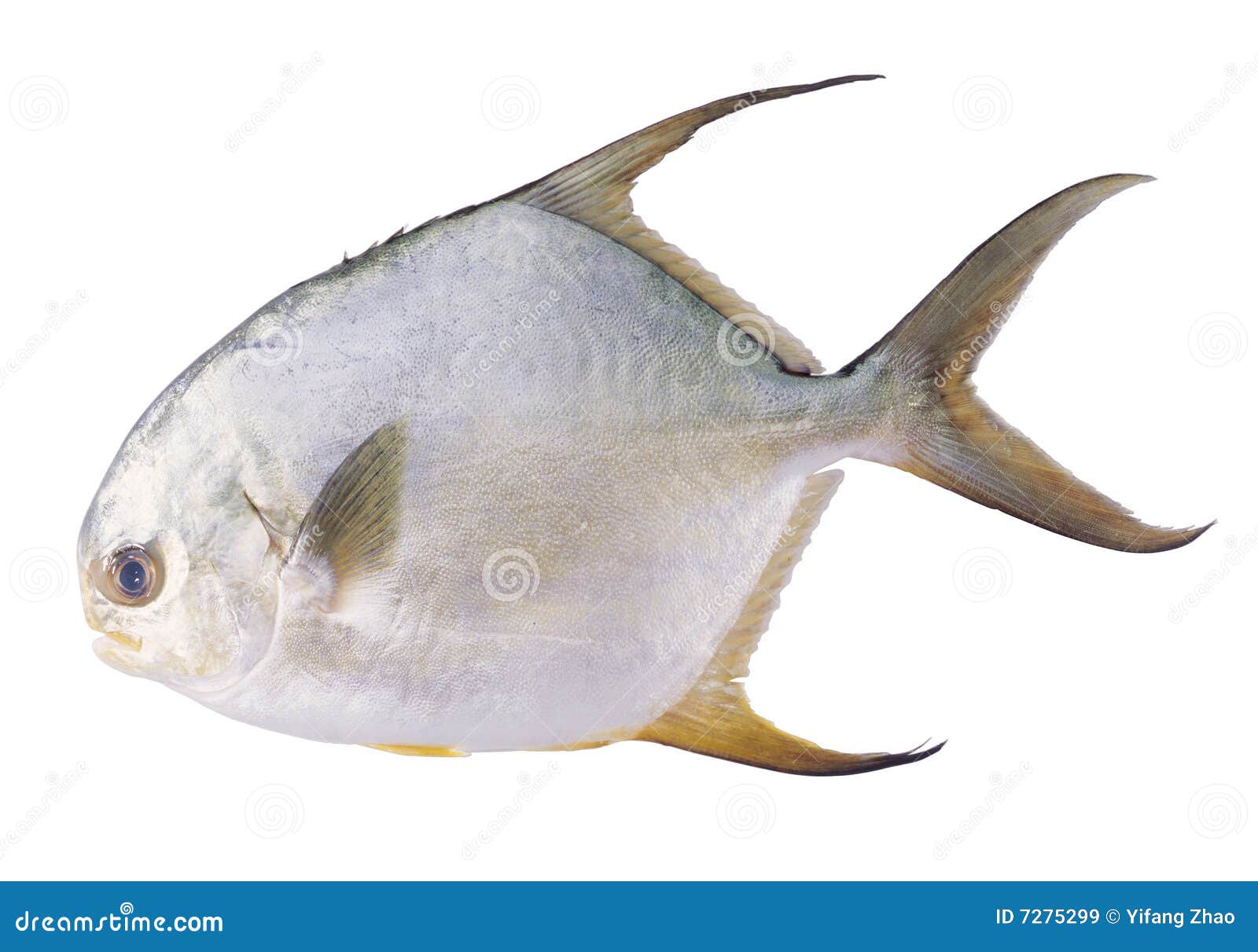 Fish stock image. Image of catch, meat, ingredient, scale - 7275299