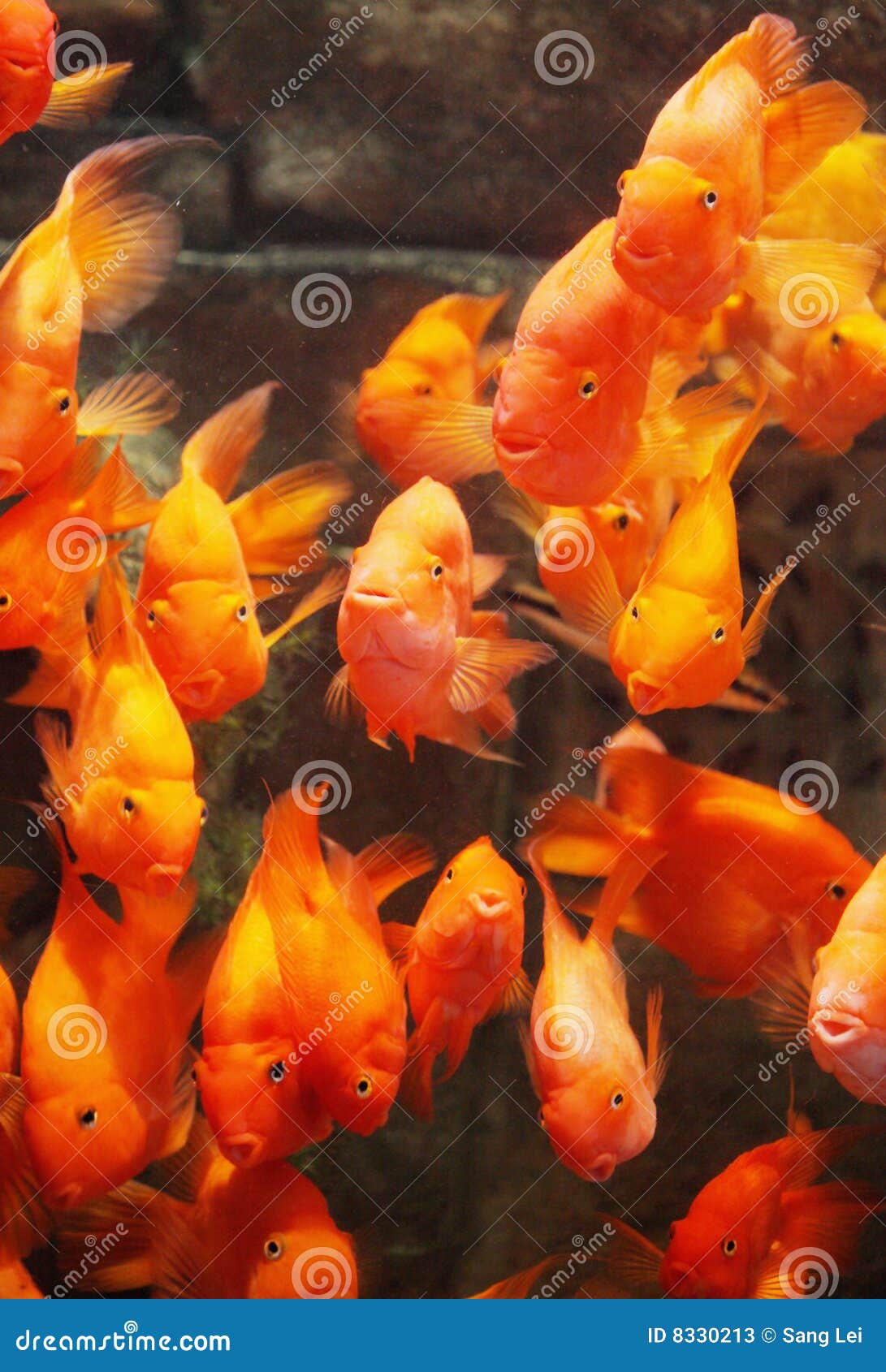 Gold fish stock image. Image of swim, show, goldfish, marine - 8330213