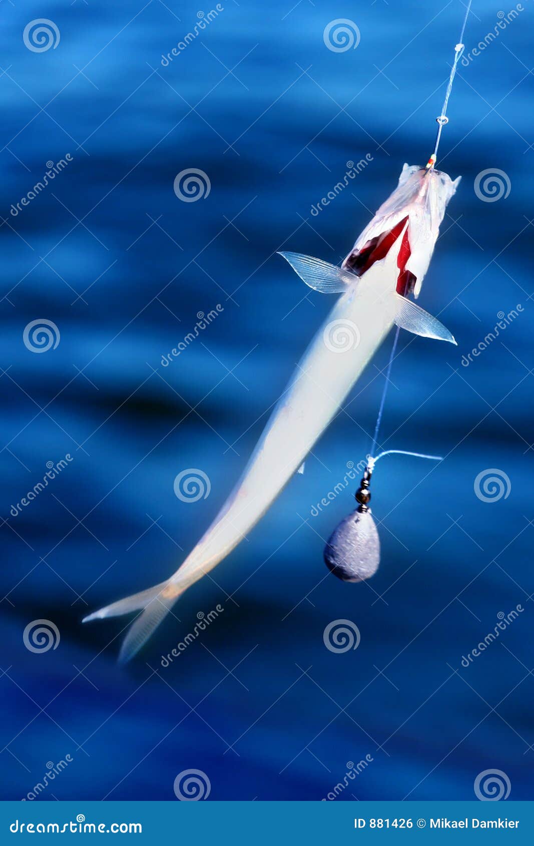 Fish stock photo. Image of macro, catch, bright, angle - 881426