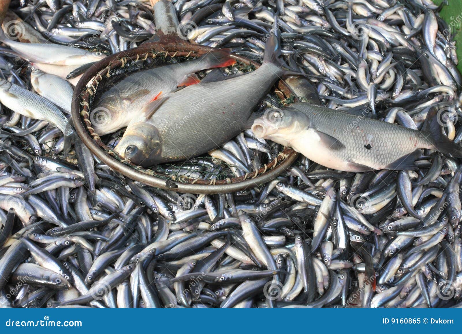 Fish stock image. Image of fish, fishermen, catch, waves - 9160865