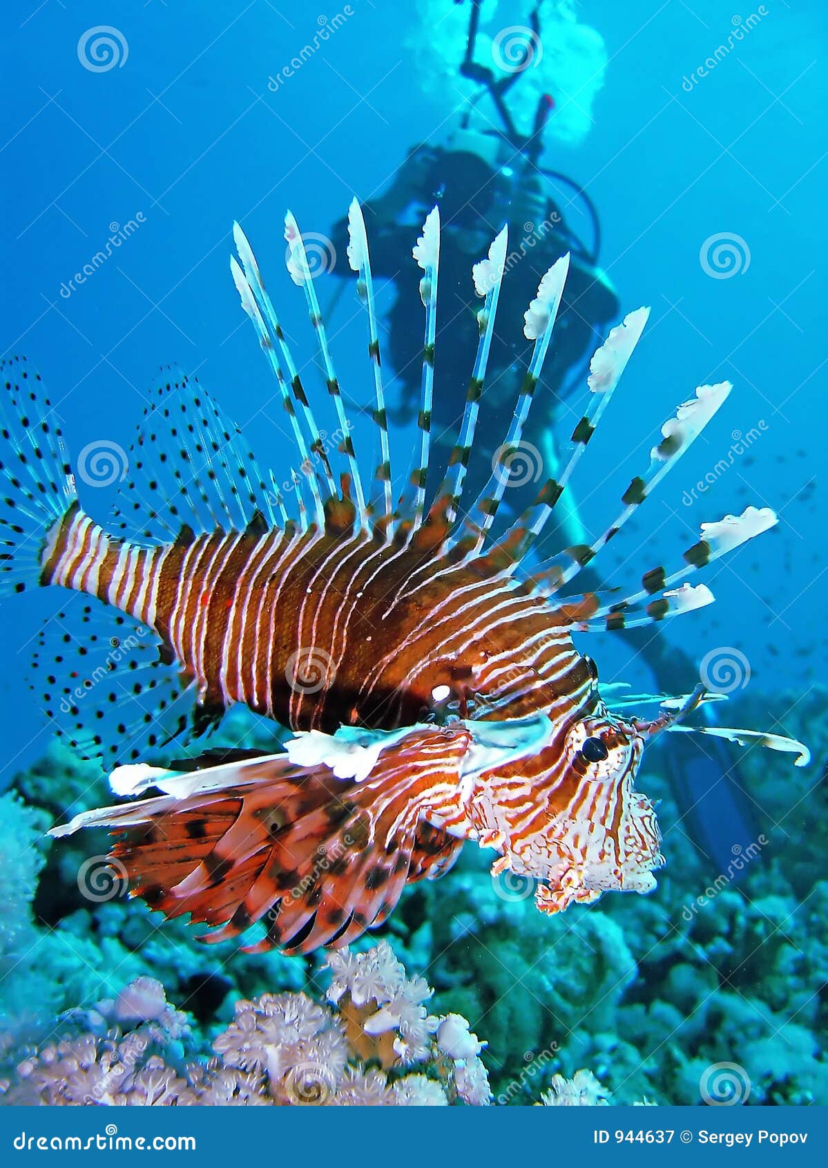 Fish stock image. Image of padi, hobby, fish, coral, aqua - 944637