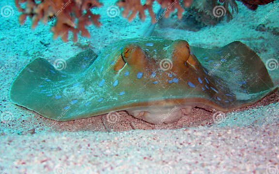 Fish stock photo. Image of reef, fins, beauty, nature, blue - 944676