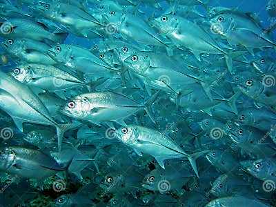 Fish stock image. Image of island, photograph, dive, nature - 944681
