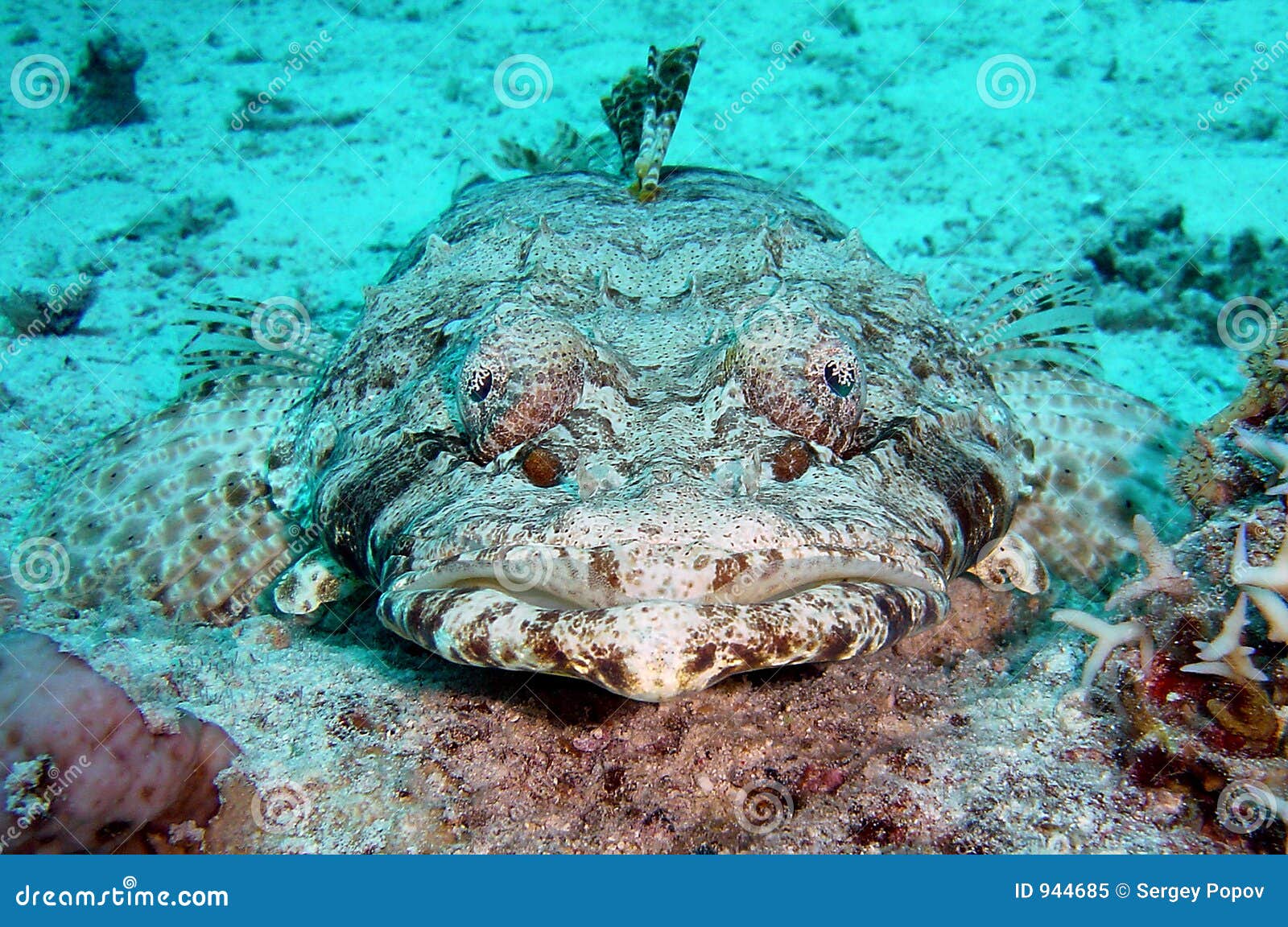 Fish stock image. Image of marine, fins, aquarium, diver - 944685