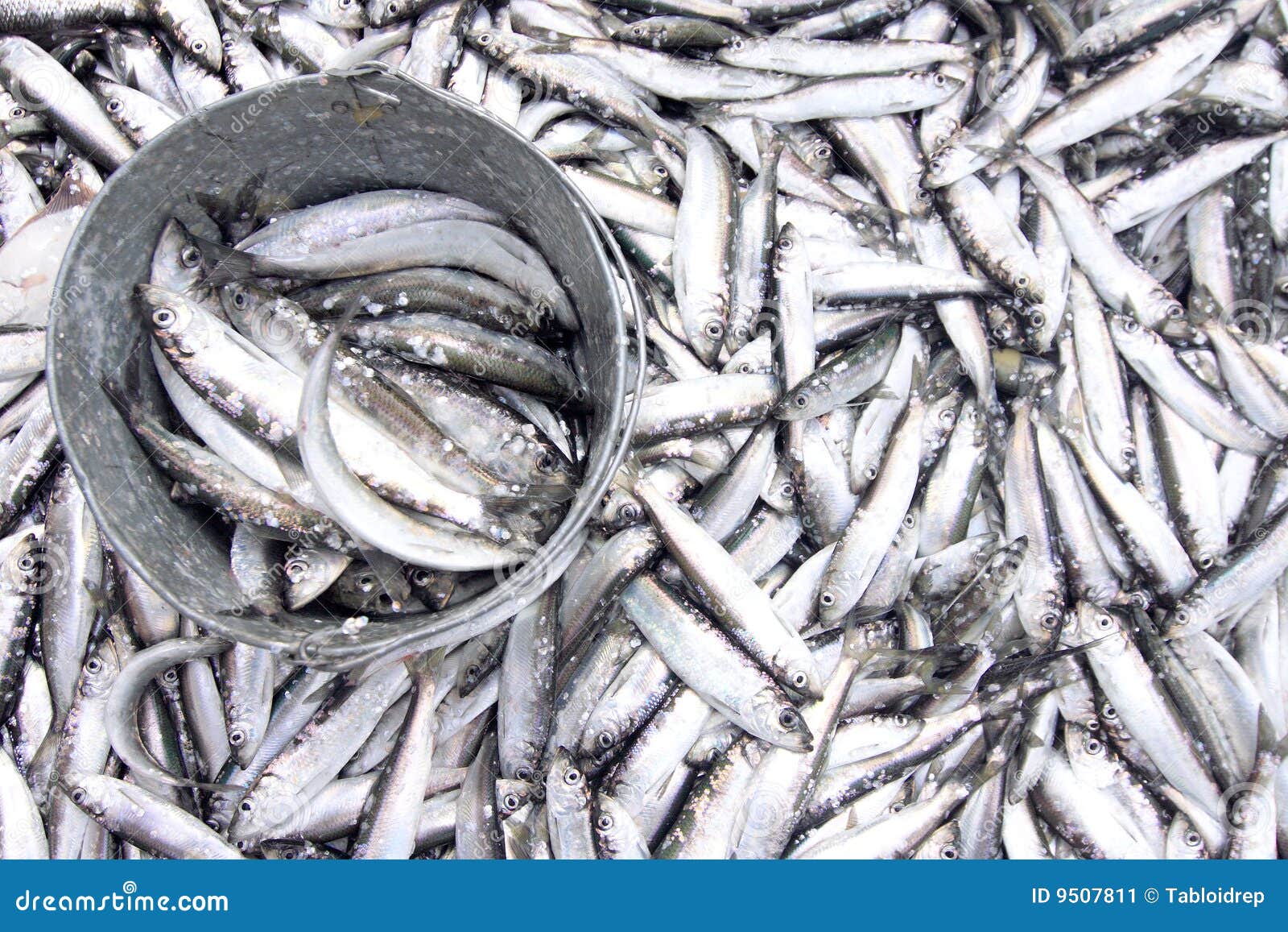 Fish stock image. Image of color, baltic, silver, catch - 9507811