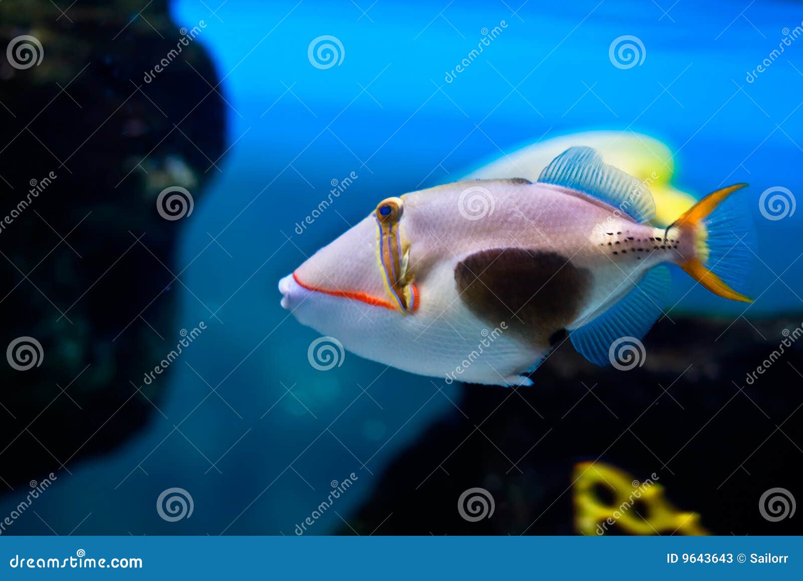 Fish stock image. Image of horizontal, nature, lines, aquarium - 9643643