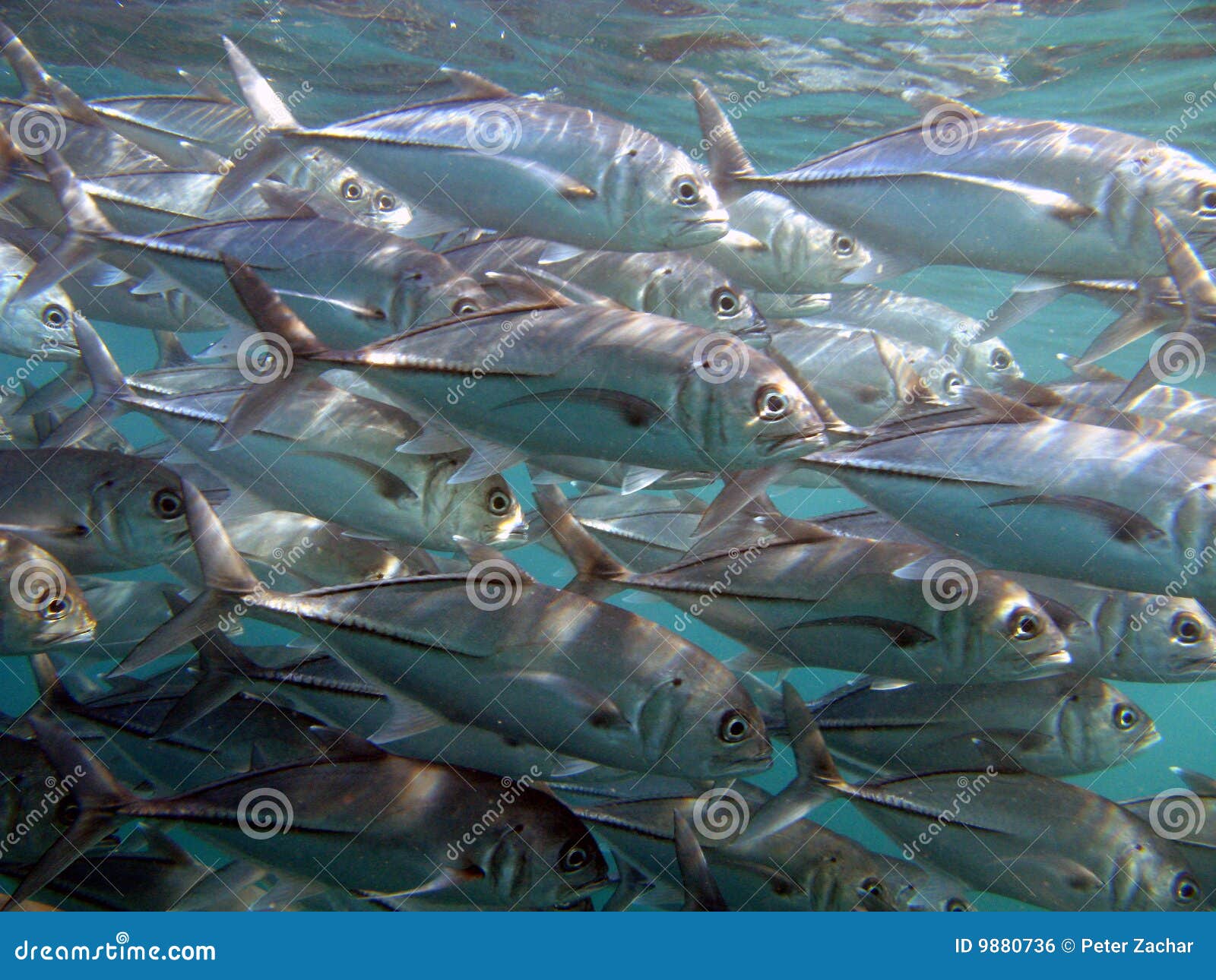 Fish Strike Underwater Stock Photos - Free & Royalty-Free Stock Photos ...