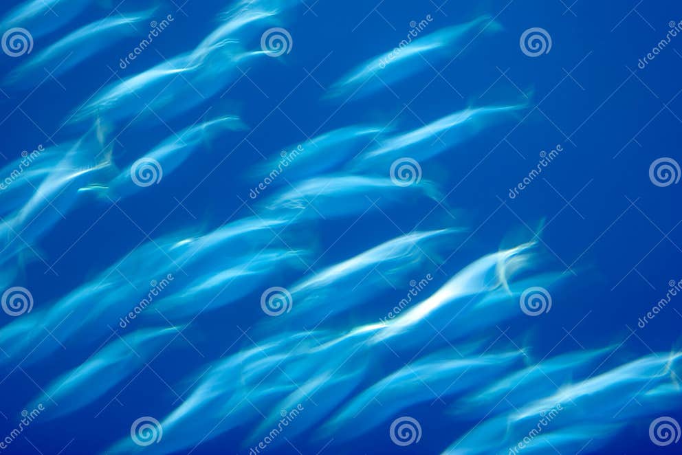 Fish abstract background stock image. Image of blur, aqua - 10989749