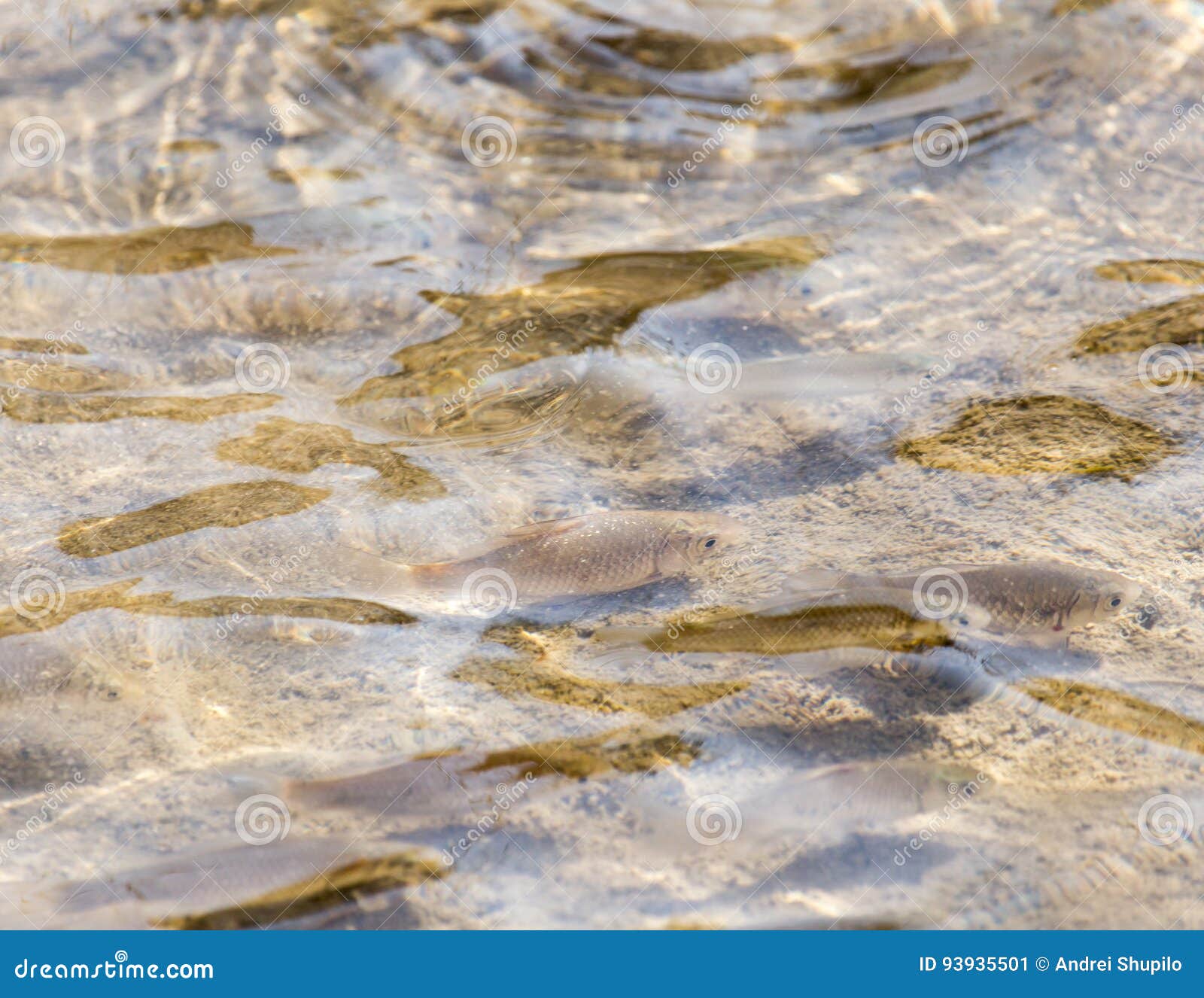 Fish Across Surface of Water in Nature Stock Image - Image of ...