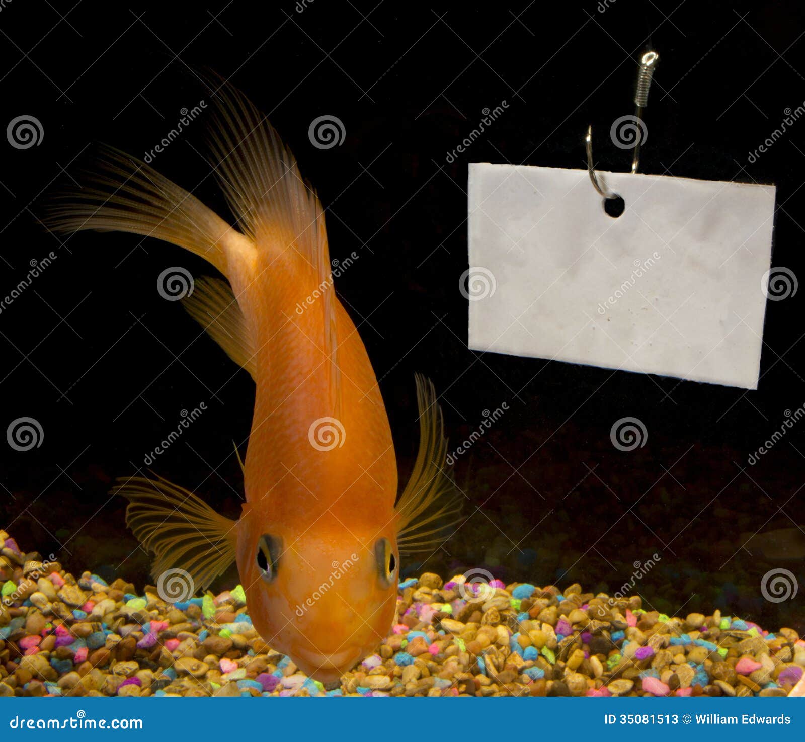 Fish ad stock image. Image of correct, copy, orange, sales - 35081513