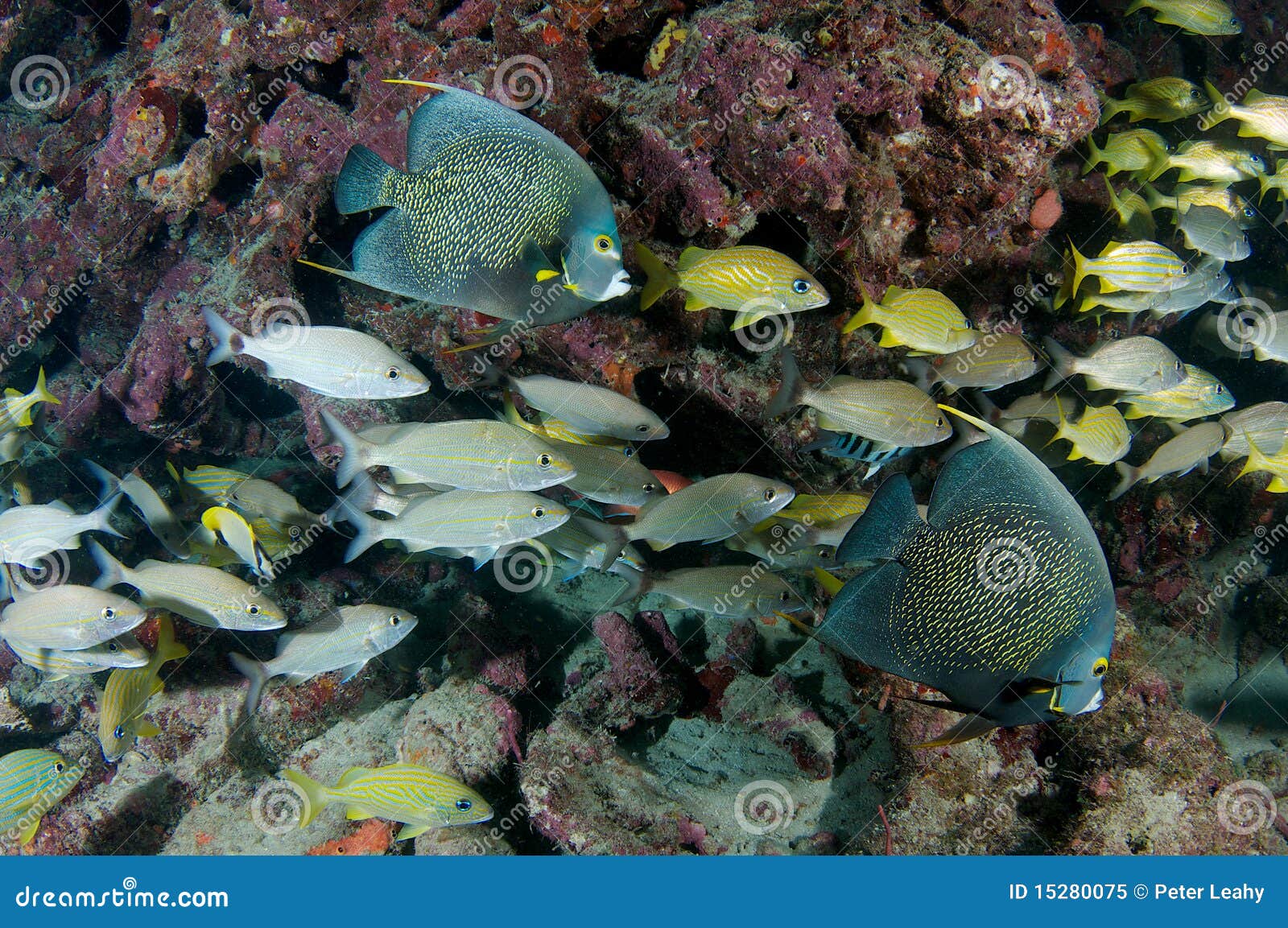 Fish Aggregation stock image. Image of lateral, fins - 15280075