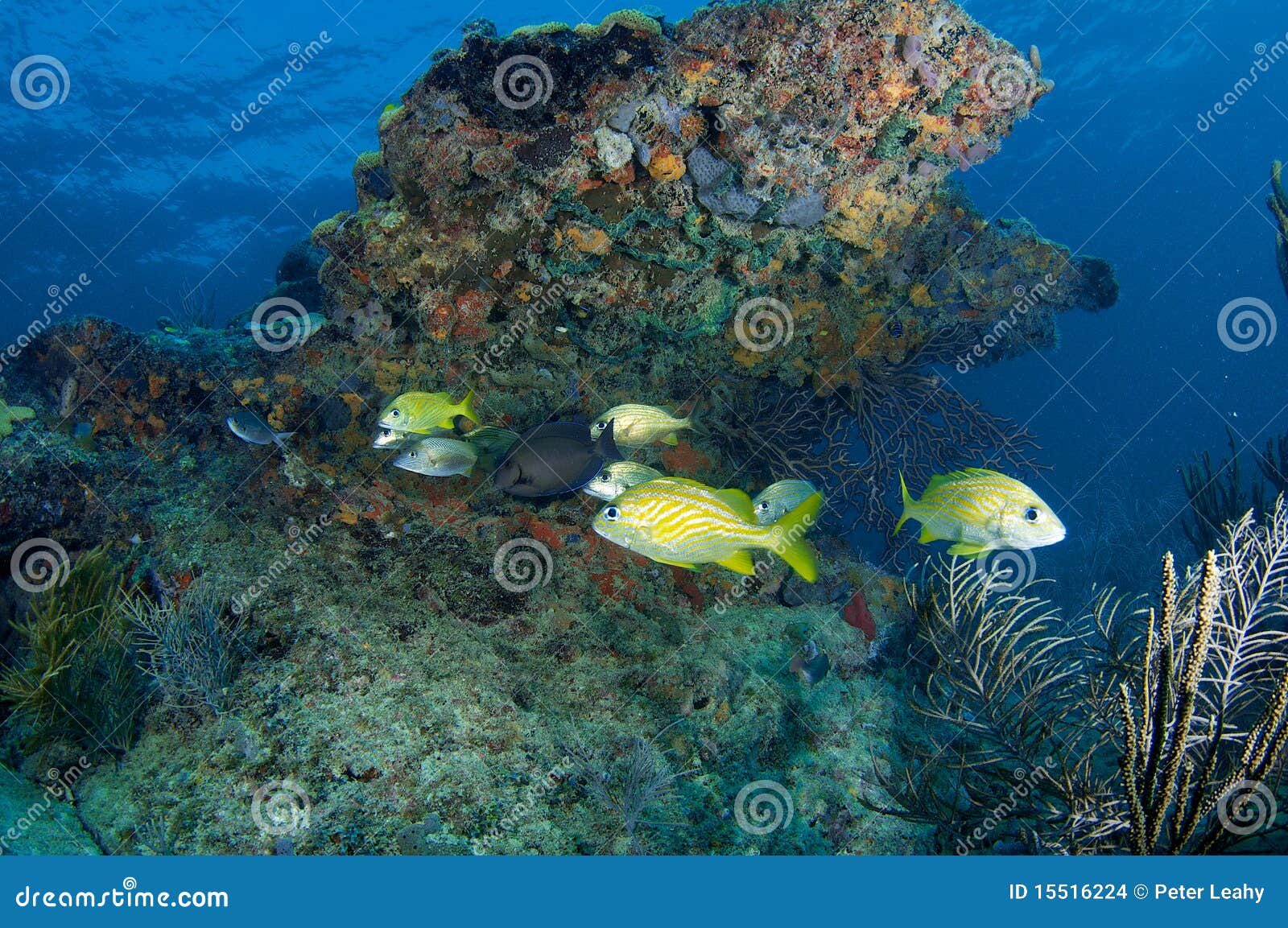 Fish Aggregation Over Near Coral Ledge Stock Photo - Image of ledge ...