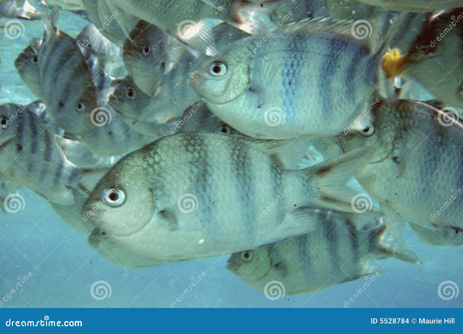 Fish in Aitutaki lagoon stock photo. Image of striped - 5528784