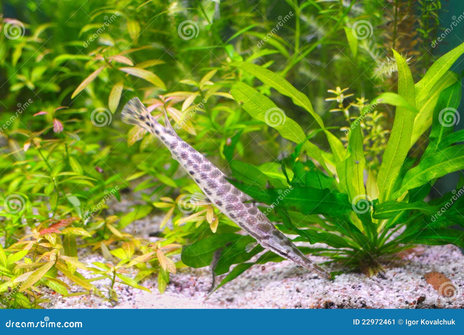 Fish in the algae stock image. Image of coral, fins, color - 22972461