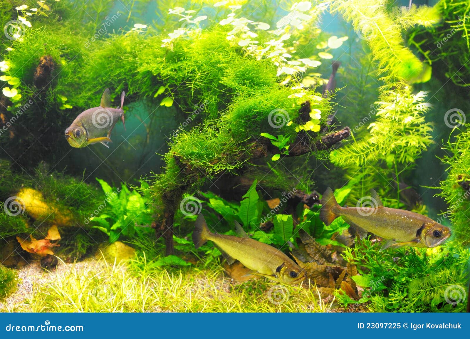 Fish in the algae stock image. Image of beach, color - 23097225
