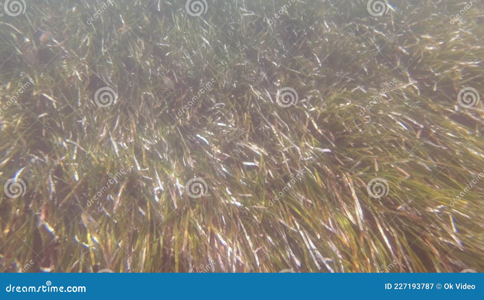 Fish Algae Light stock video. Video of water, marine - 227193787