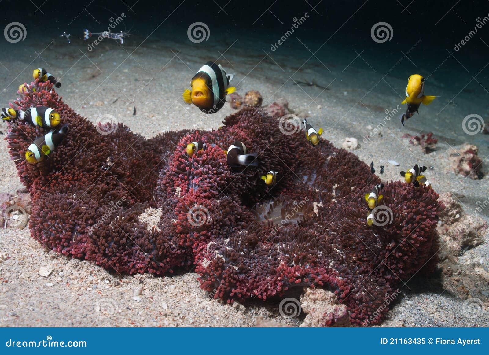 Fish alike stock image. Image of symbiotic, macro, shrimp - 21163435