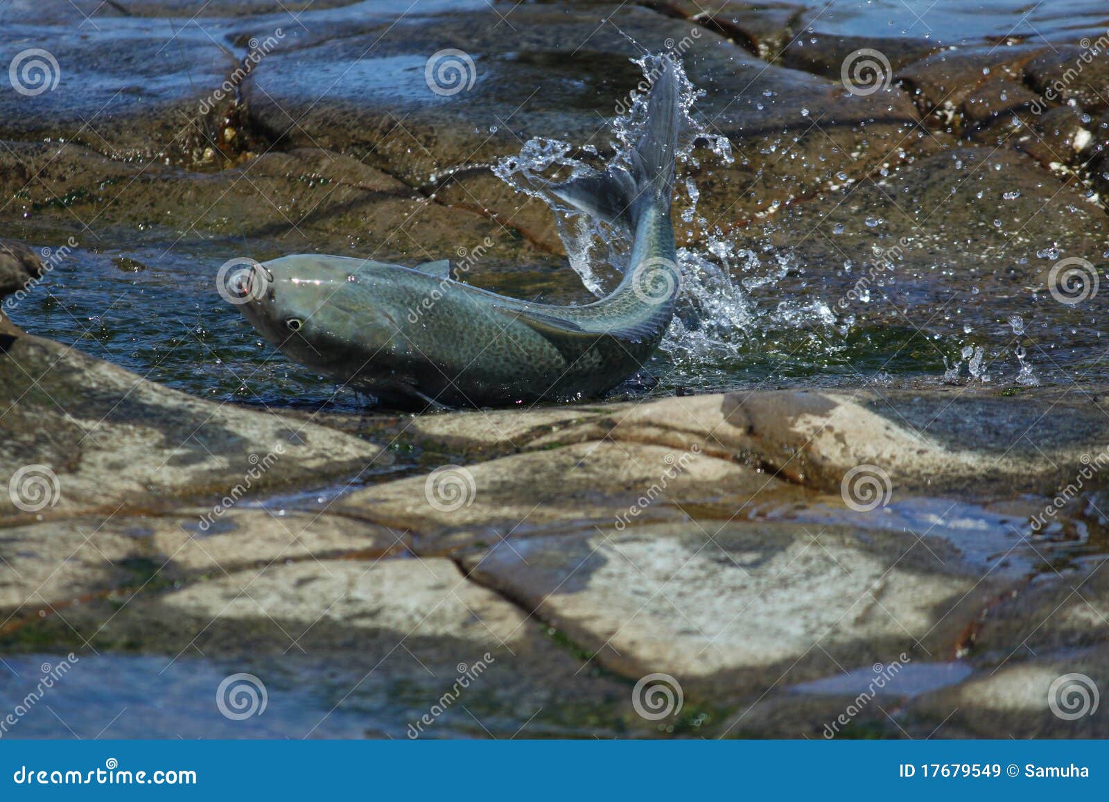 Fish Alive on Rocks stock image. Image of salmon, splash - 17679549