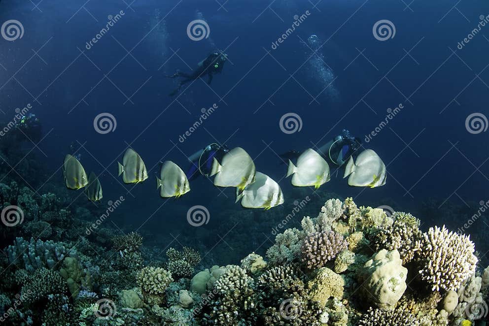 Fish along coral reef stock image. Image of dark, diving - 2676057