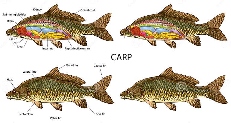 Basic Carp fish anatomy stock vector. Illustration of bones - 149365310