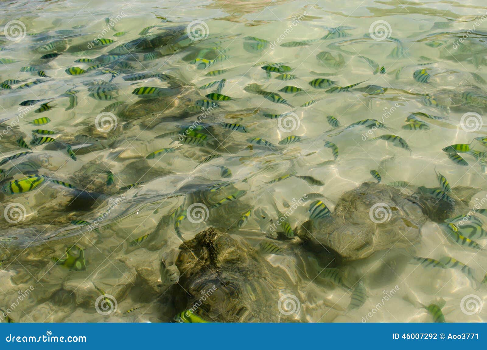 Fish andaman stock photo. Image of saltwater, stream - 46007292