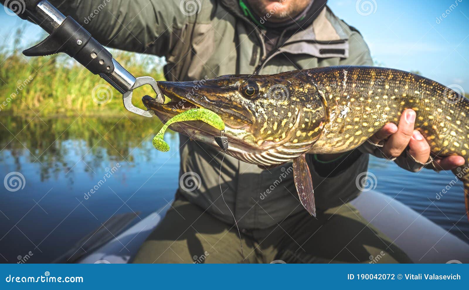 Fish in angler hand. Pike stock photo. Image of angling - 190042072